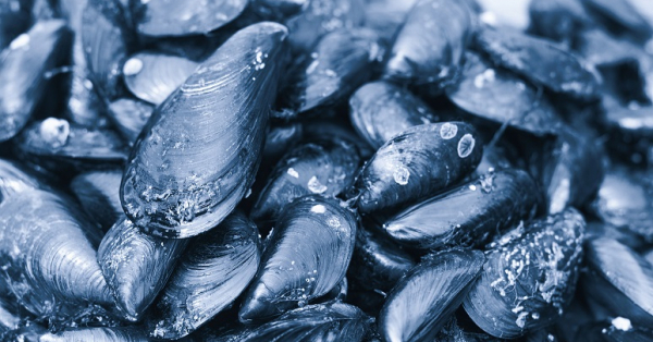 Petition Filed to List Western Ridged Mussel as an Endangered Species