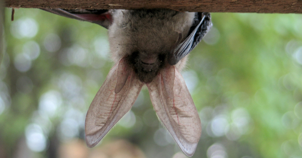 FWS Proposes Uplisting Northern Long-Eared Bat to Endangered Status