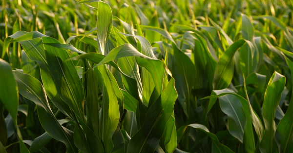Mexico Bans the Cultivation of Genetically Modified Corn, Opening Door ...