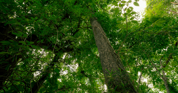 Congress Eyes Sweeping Changes to Carbon and Biomass Incentives: 45Q ...