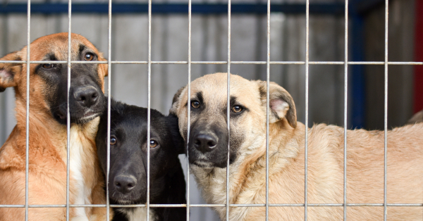 Department of Justice Elevates Animal Welfare Enforcement, Possibly ...
